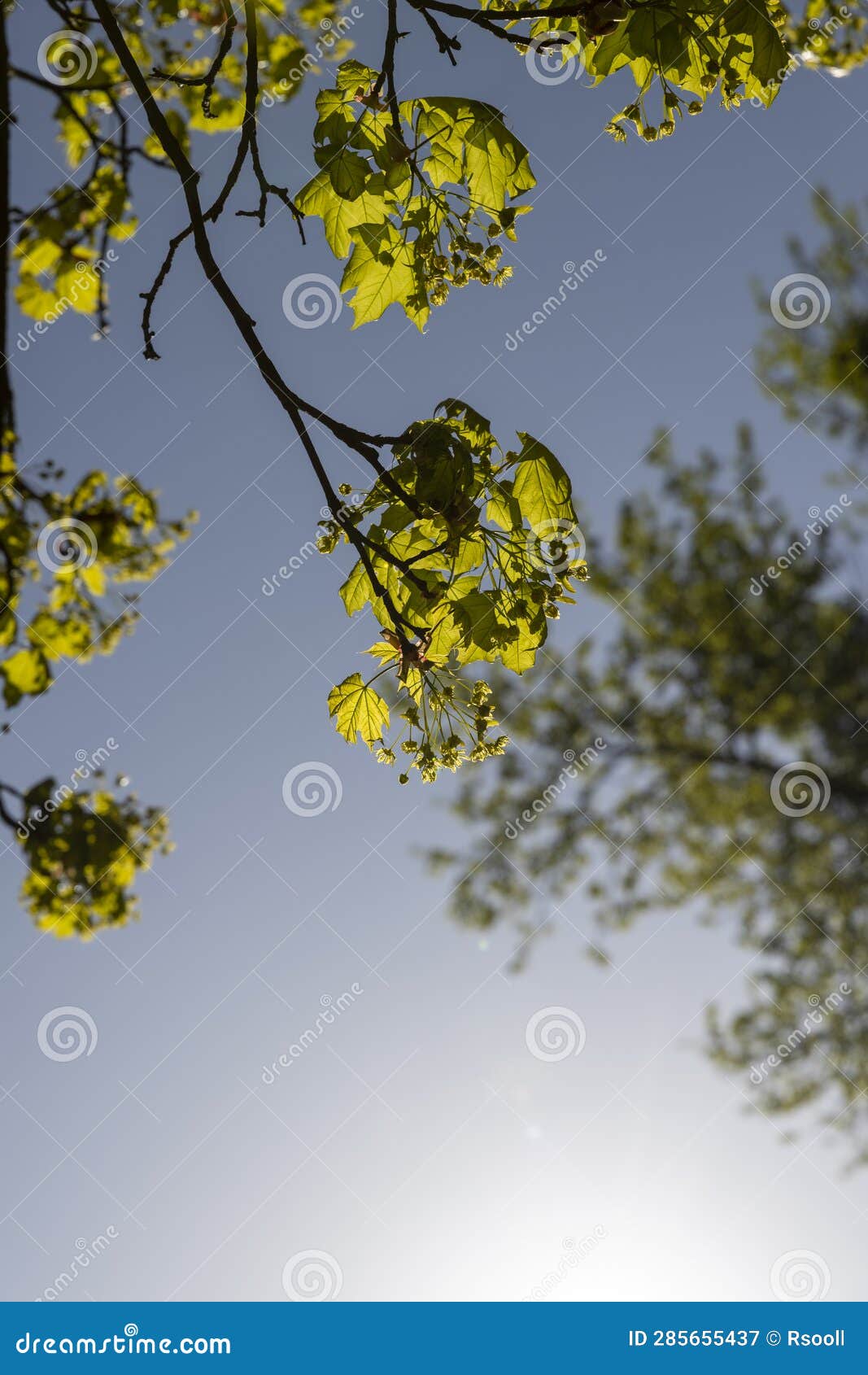 Green Foliage on a Maple Tree in Spring Bloom Stock Image - Image of ...