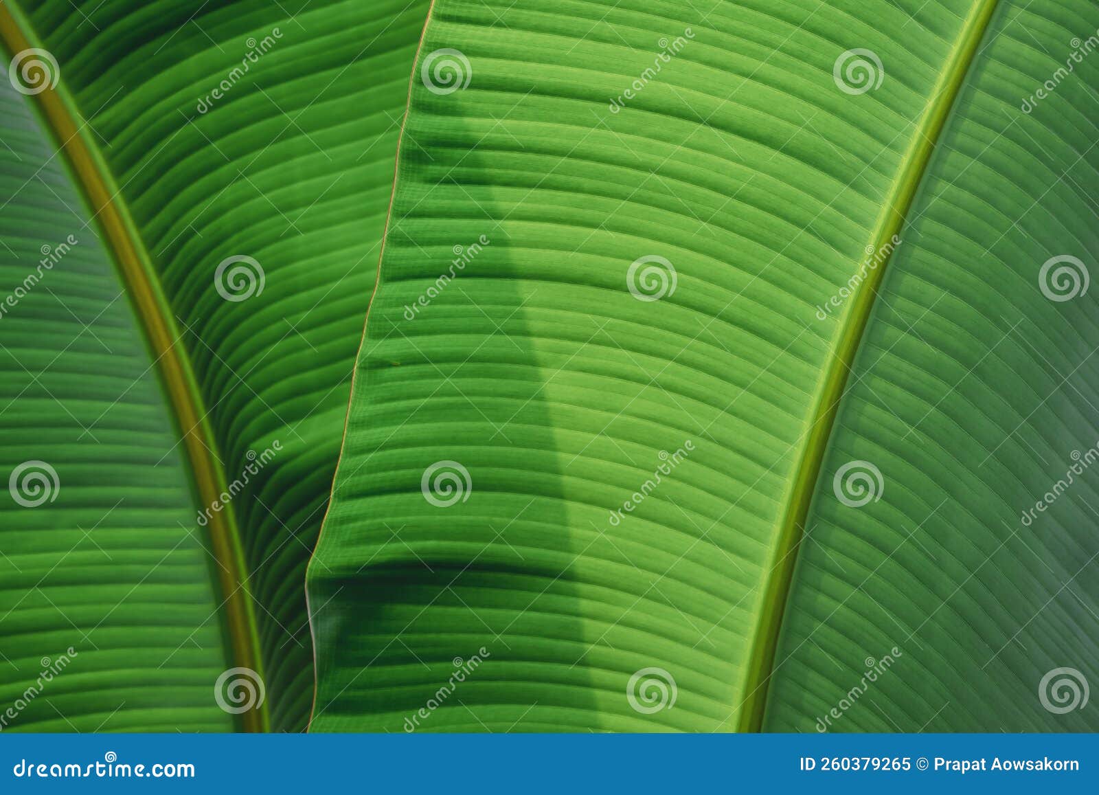 Green Foliage Natural Background of Green Banana Leaf with Sunlight and ...