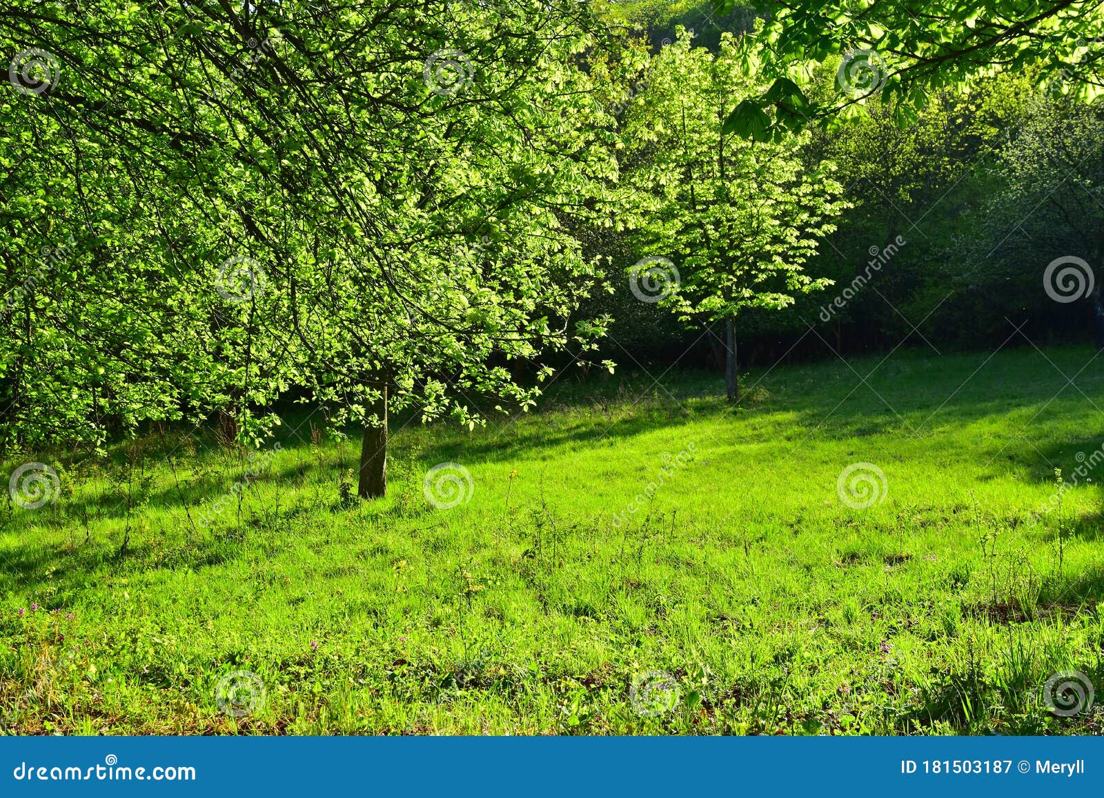 Green foliage nature tree stock image. Image of spring - 181503187