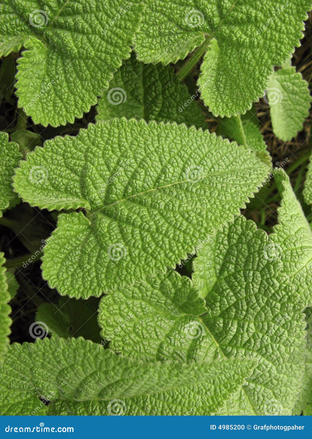 Green foliage of plants stock photo. Image of closeup - 4985200