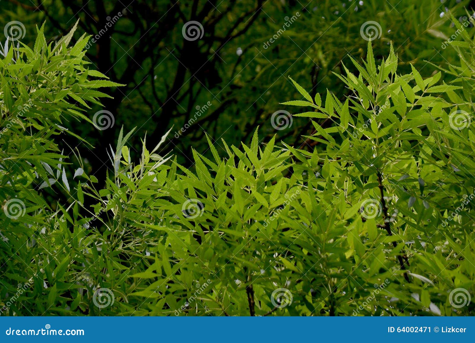Green foliage stock image. Image of color, organic, foliage - 64002471