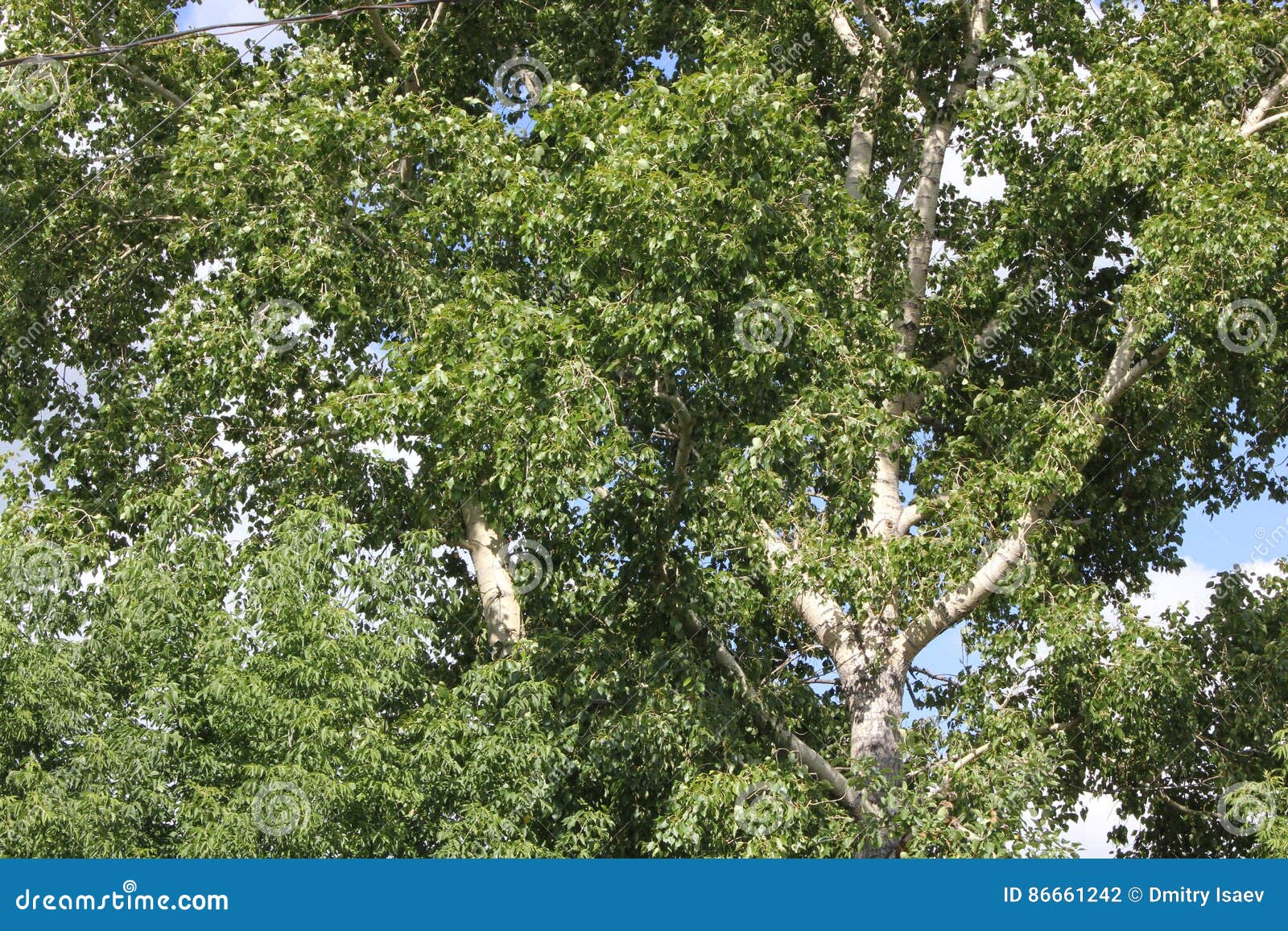 Green Foliage of Poplar, Illuminated by the Sun. Mid Summer Stock Photo ...