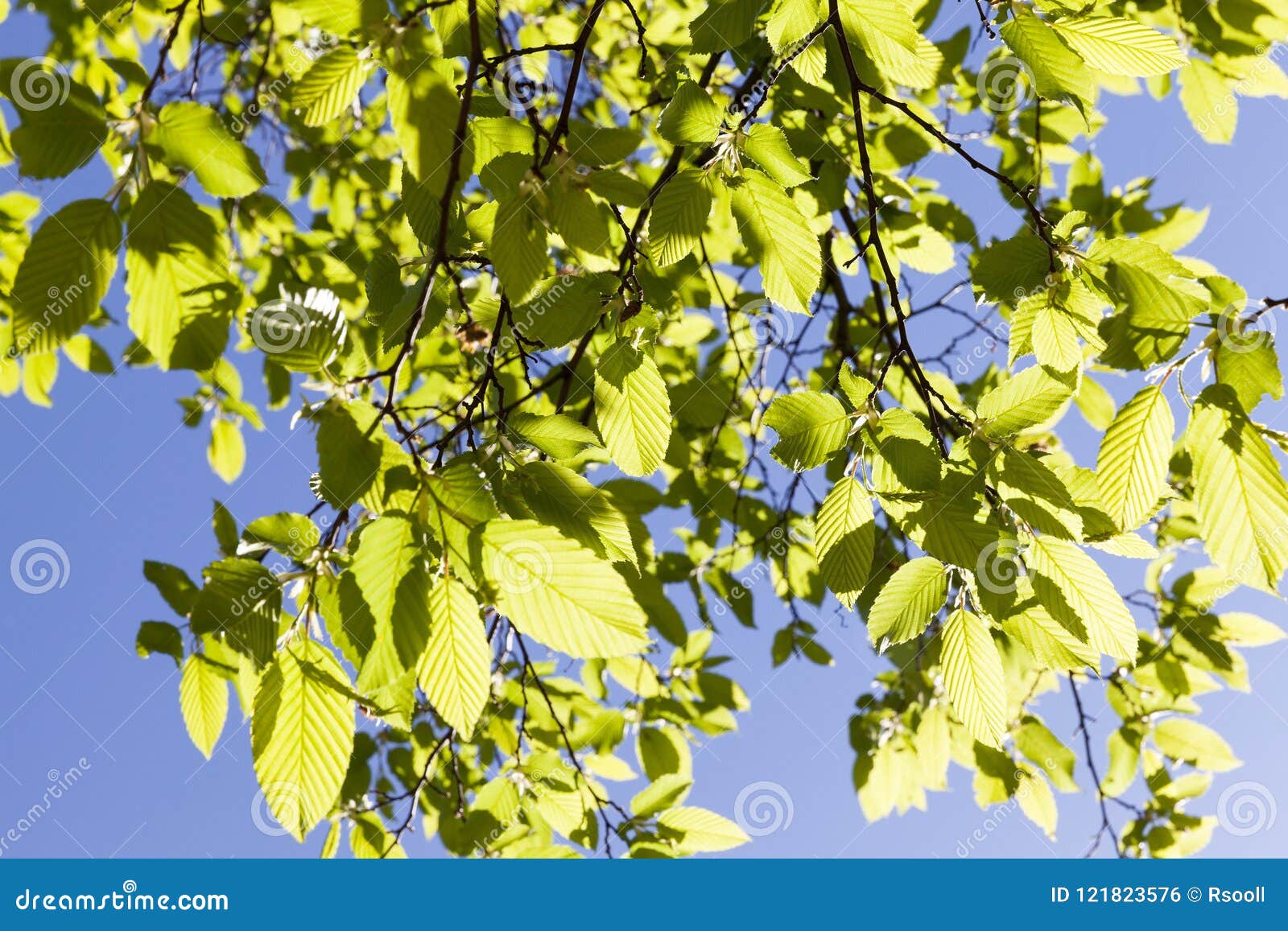 Green foliage, spring stock photo. Image of plant, growth - 121823576