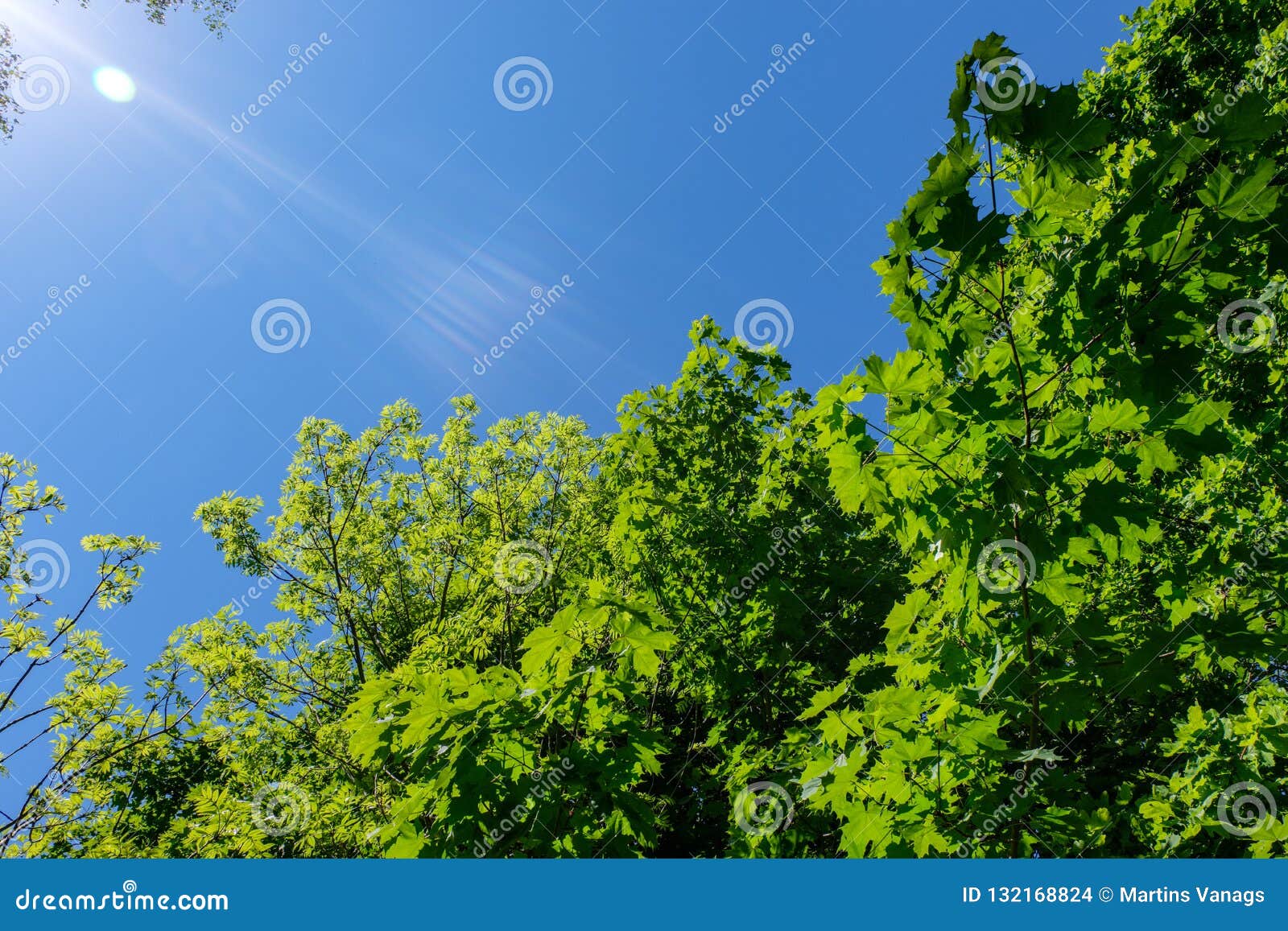 Green Foliage in Summer with Harsh Shadows and Bright Sunlight Stock ...