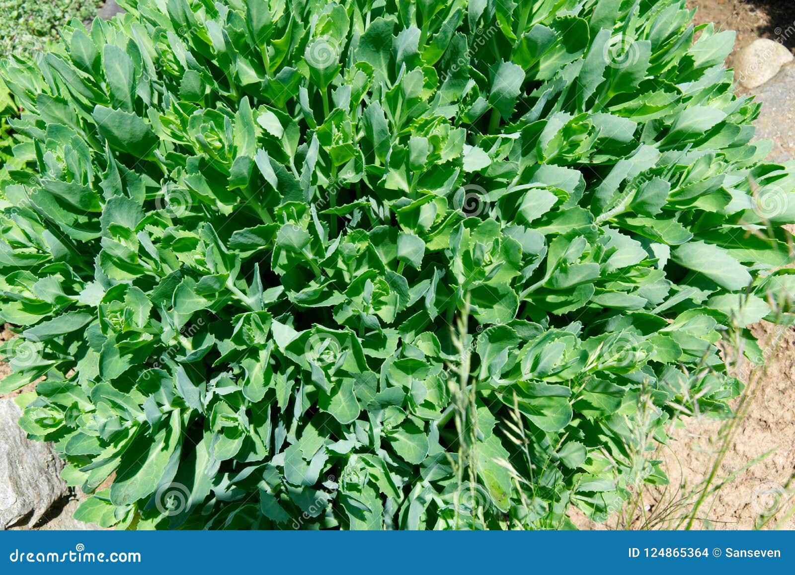 Top view of a bush stock photo. Image of outdoor, petal - 124865364