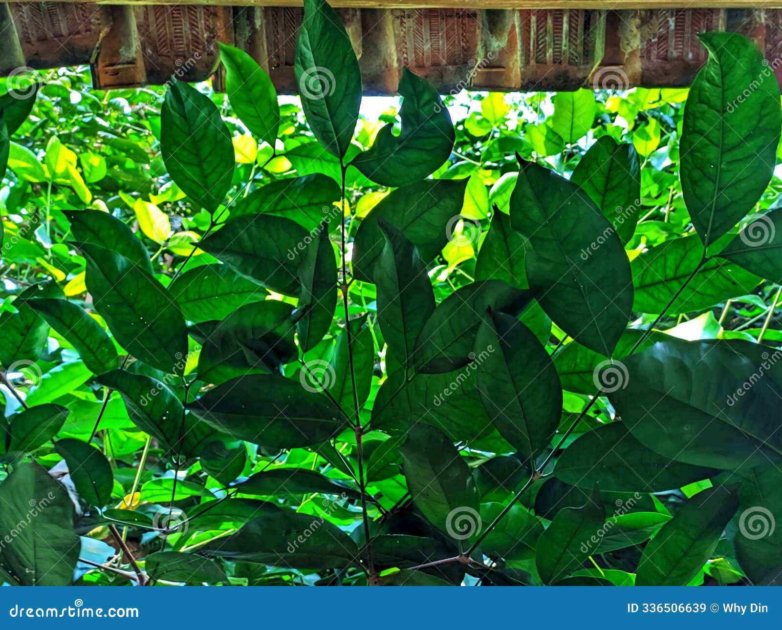 Green Foliage with Traditional Roof Background. Stock Image - Image of ...