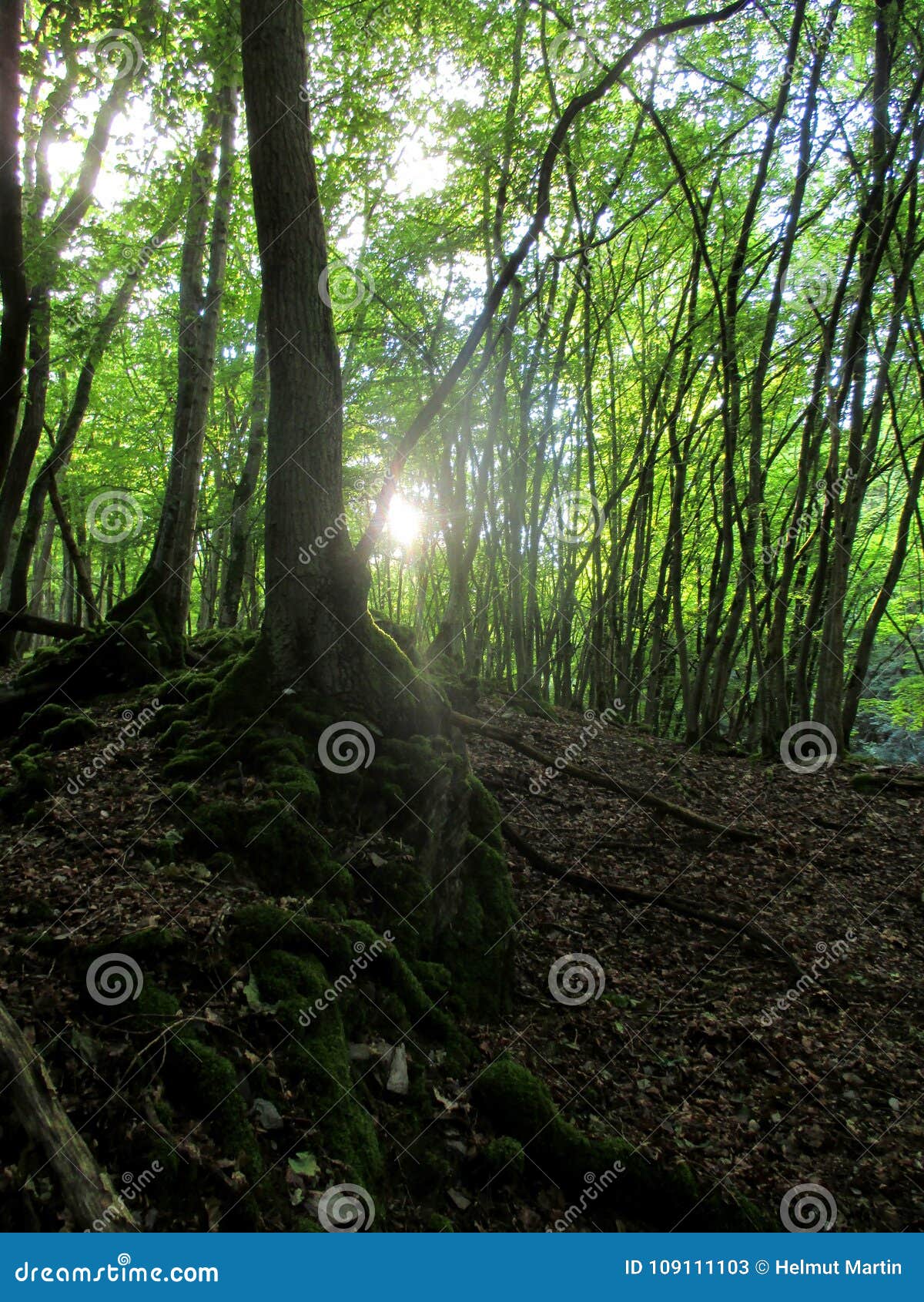 Green Foliage in the Woods Illuminated by the Sun Stock Image - Image ...