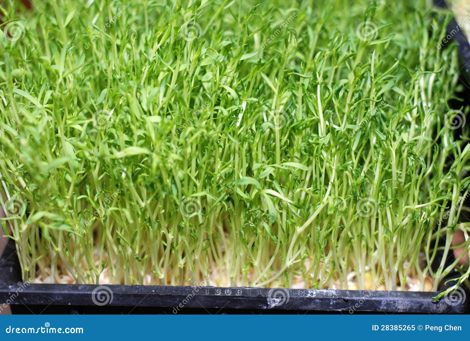 Green Food Mung Bean Sprout Royalty Free Stock Photo - Image: 28385265