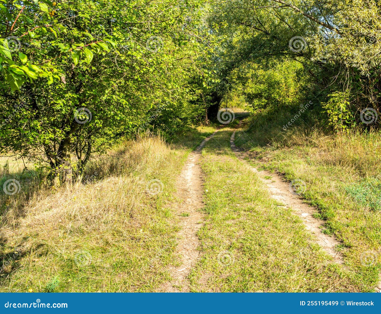 Green footpath at a park stock image. Image of green - 255195499