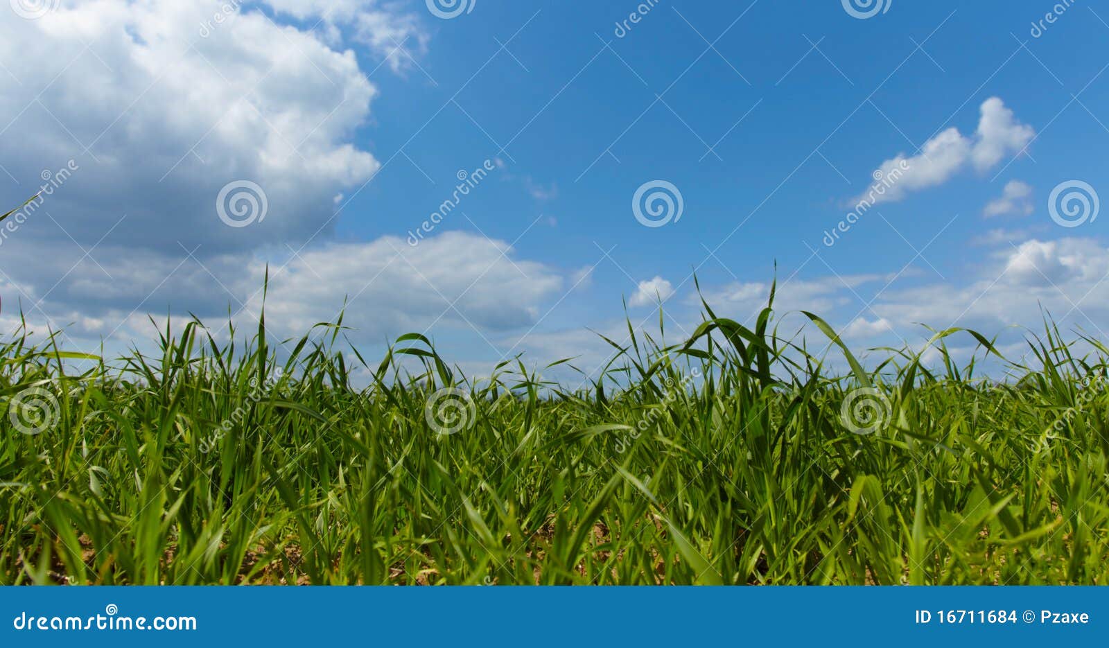 Green forage grass stock photo. Image of placid, horizon - 16711684