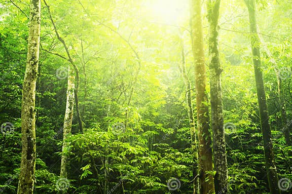 Green forest stock image. Image of foliage, deep, colorful - 13224601