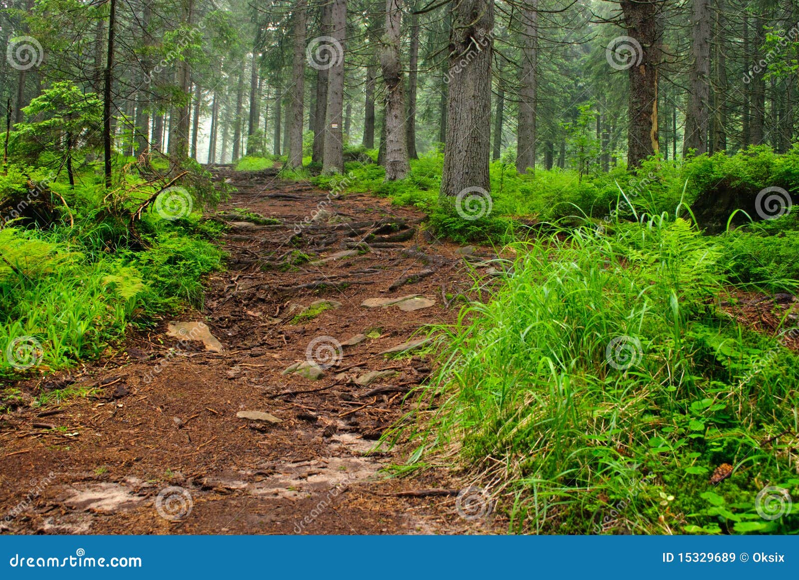 Green forest stock image. Image of brightly, lush, perspective - 15329689