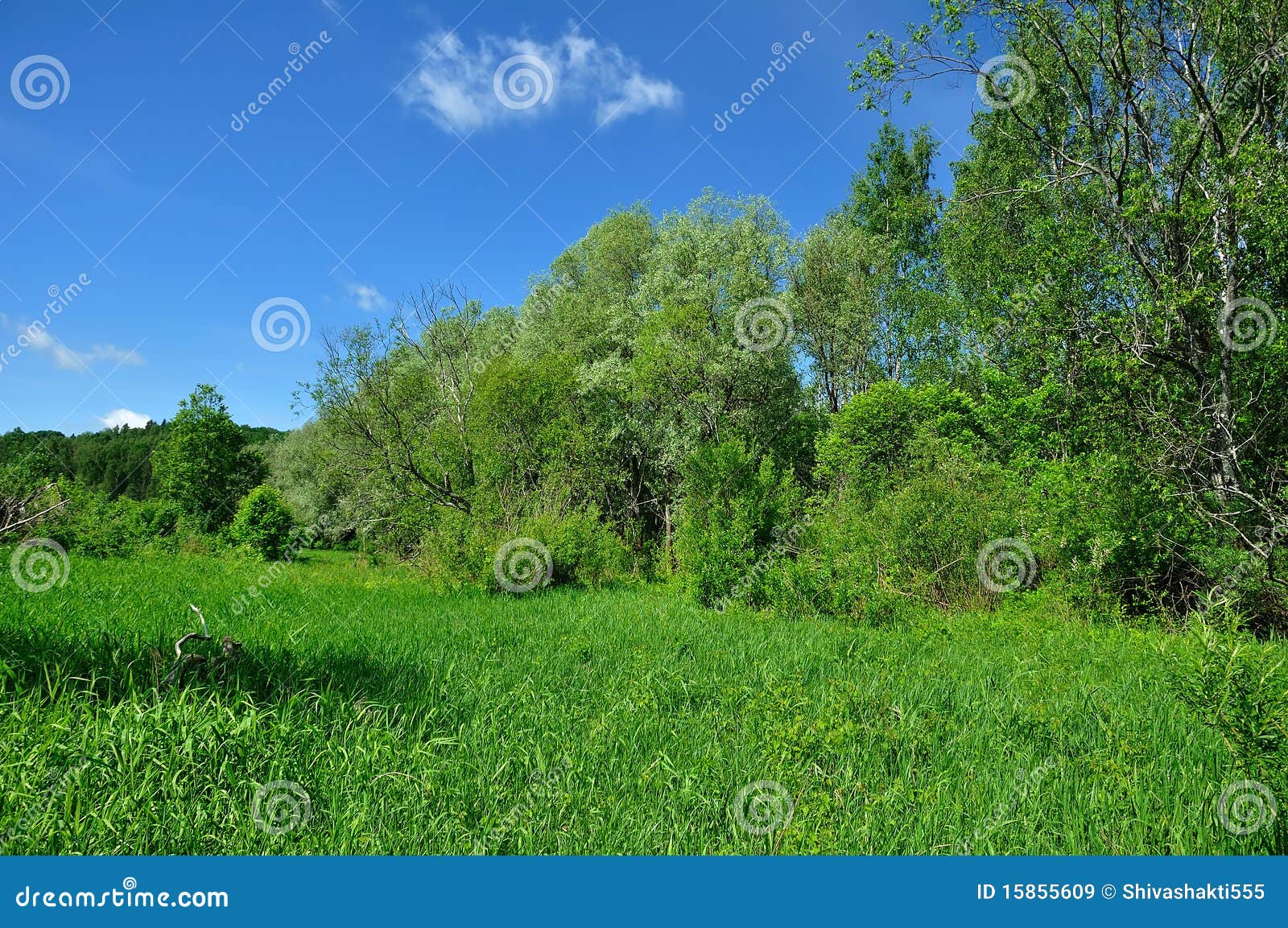 Green forest stock image. Image of group, spring, saturated - 15855609