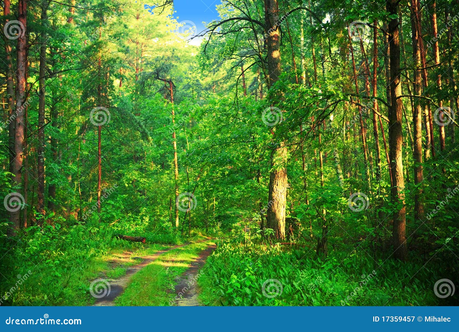 Green forest stock image. Image of glade, scene, diminishing - 17359457