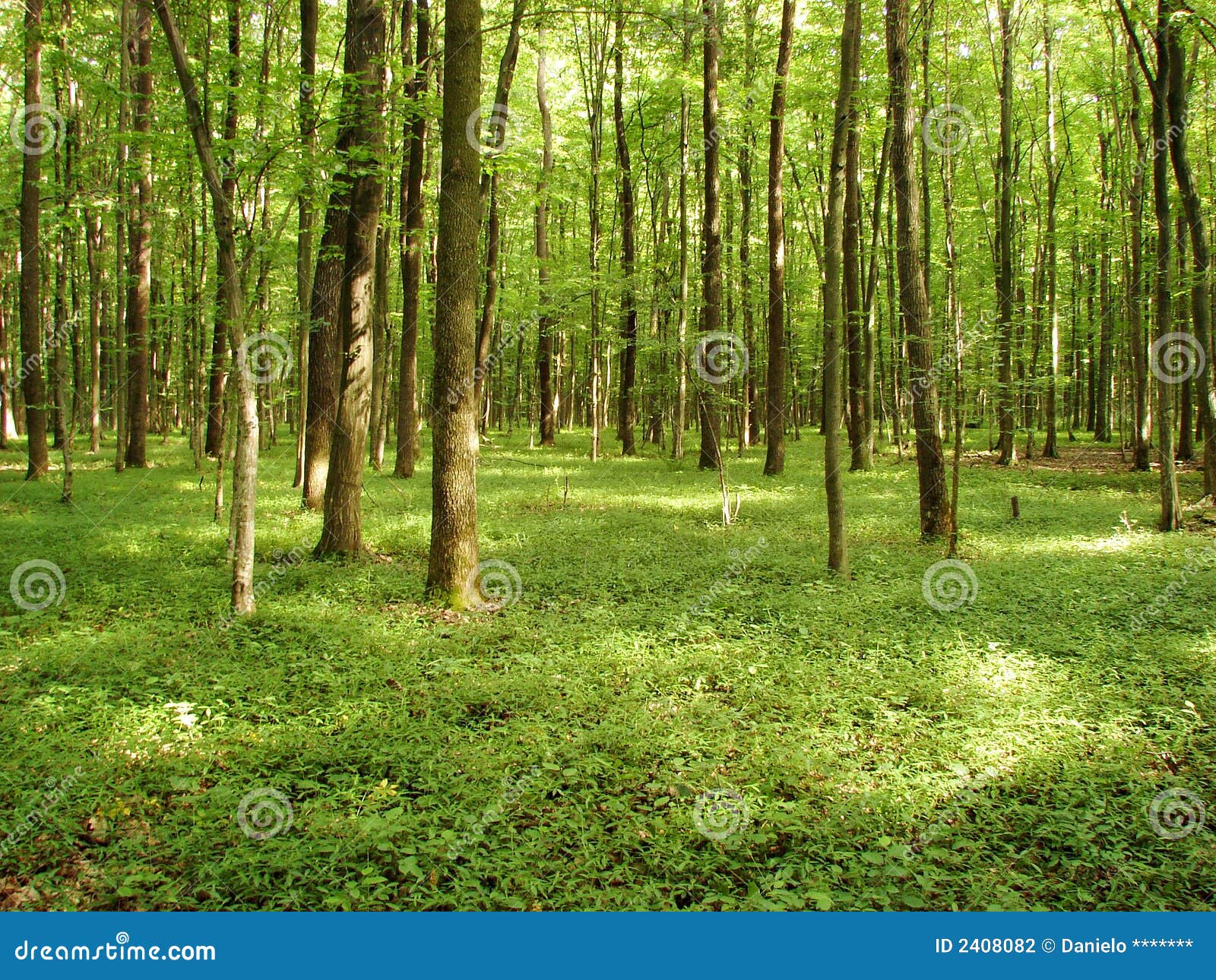 Green forest stock photo. Image of biological, green, beam - 2408082