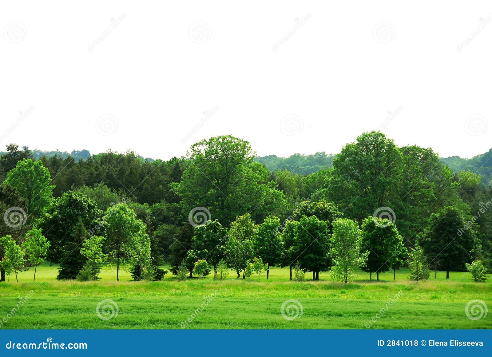 Green forest stock photo. Image of isolated, parks, bright - 2841018