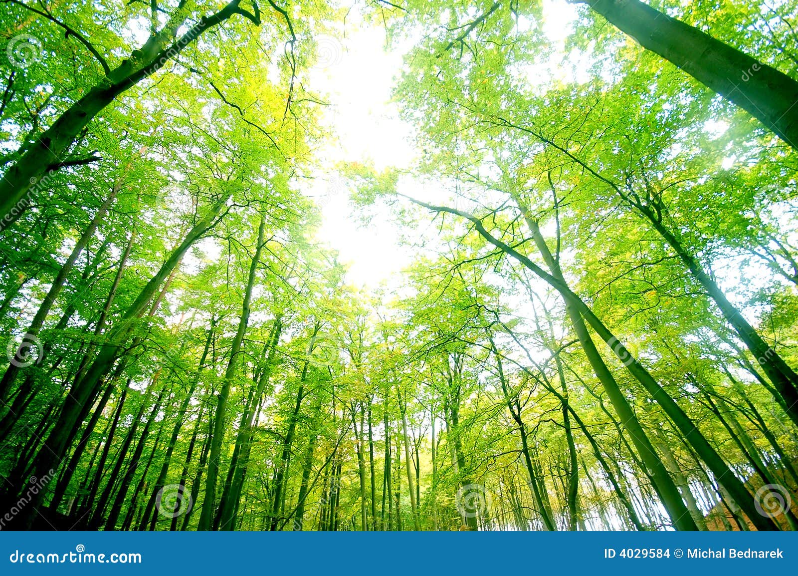 Green forest stock photo. Image of landscape, colors, ground - 4029584