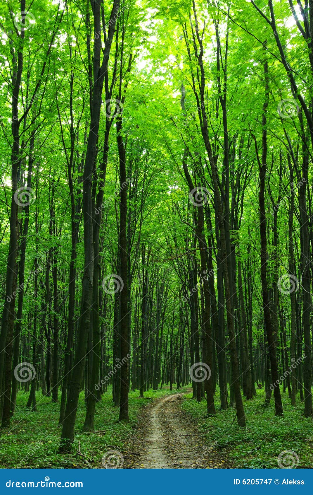 Green forest stock image. Image of green, landscape, woods - 6205747