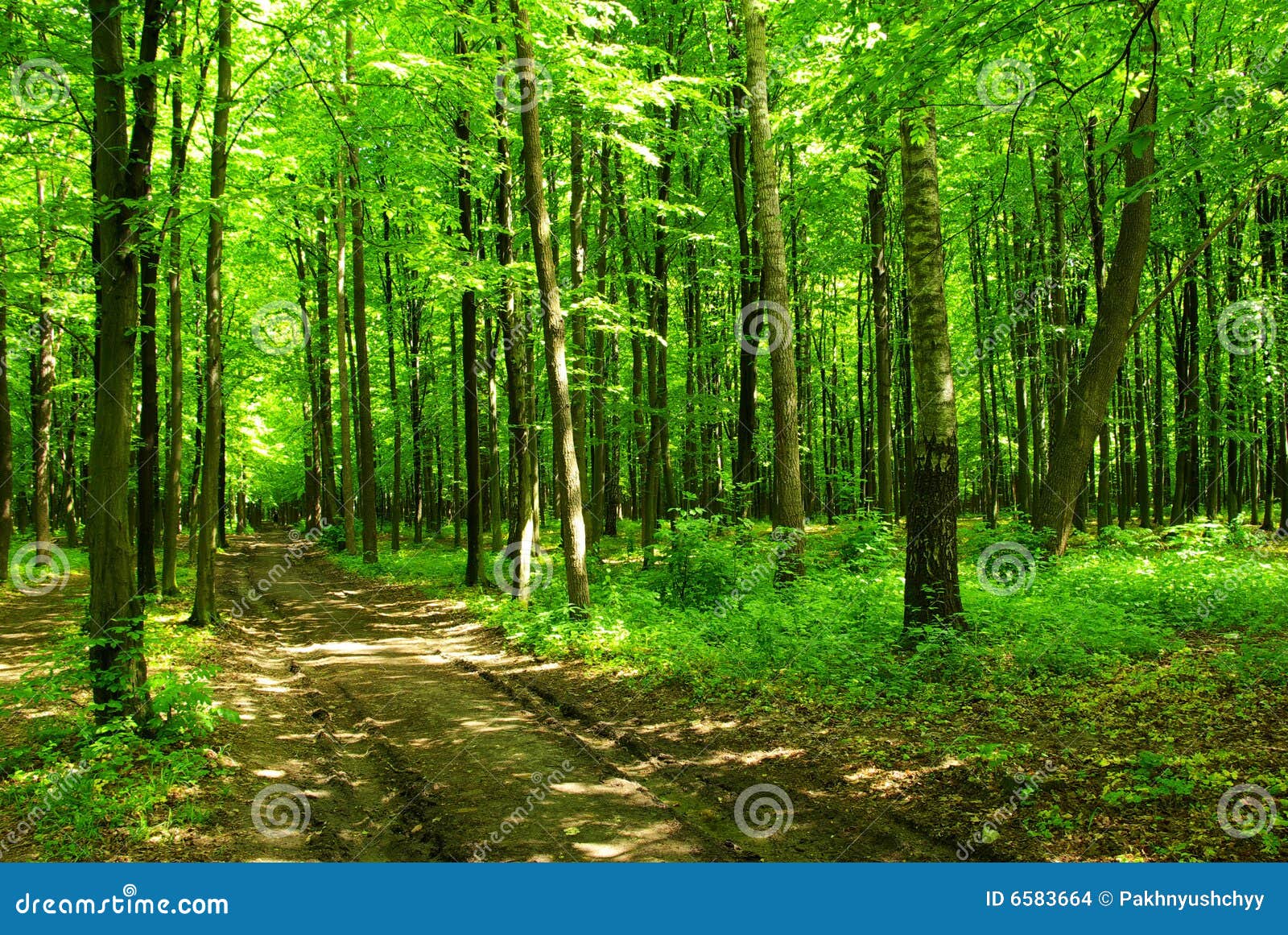 Green forest stock photo. Image of green, sunbeam, soft - 6583664