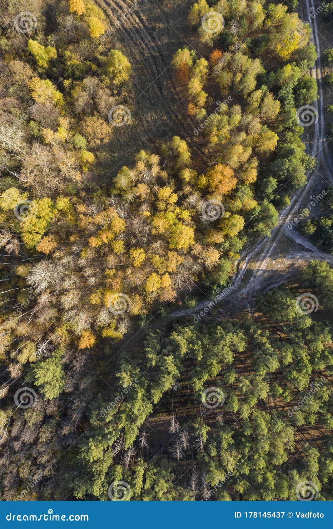 Green Forest, View from Above Stock Image - Image of beautiful, nature ...