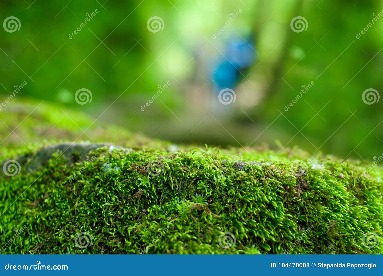 Green, Forest Background with Focus on Moss. Stock Photo - Image of ...