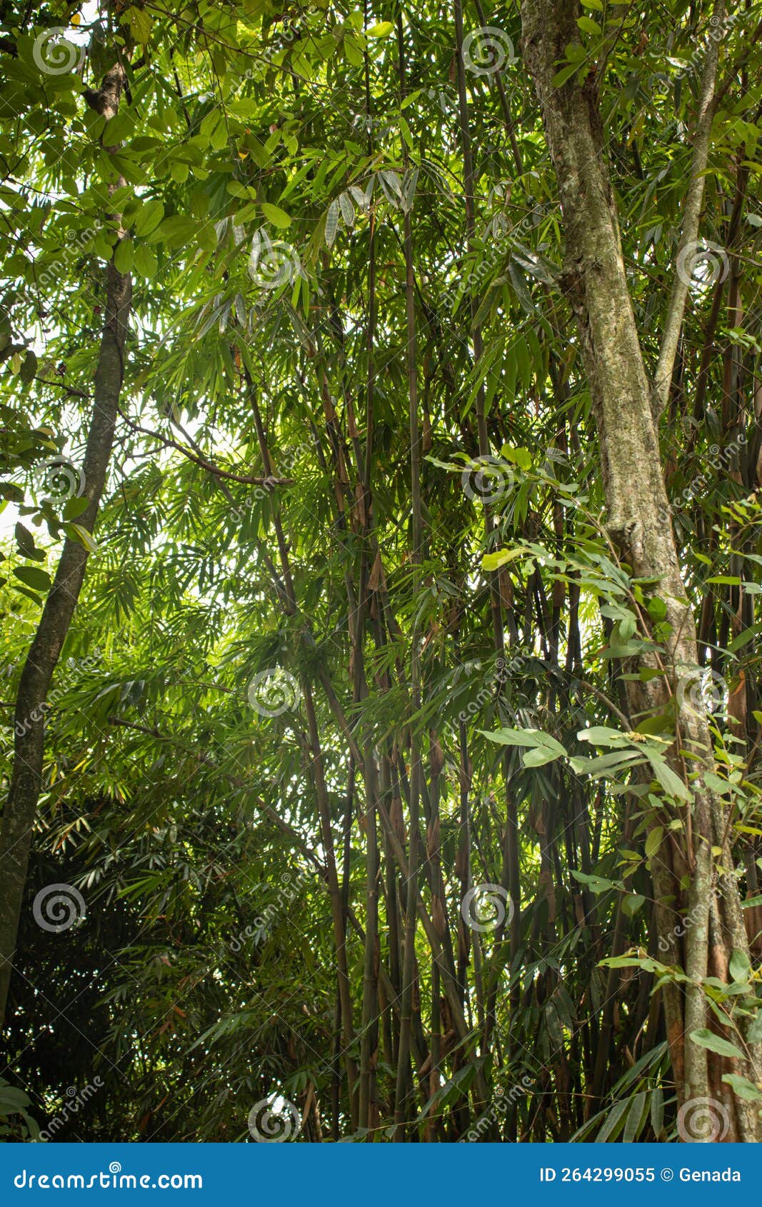Green Forest of Bamboo Trees with Stalks and Leaves Stock Image - Image ...