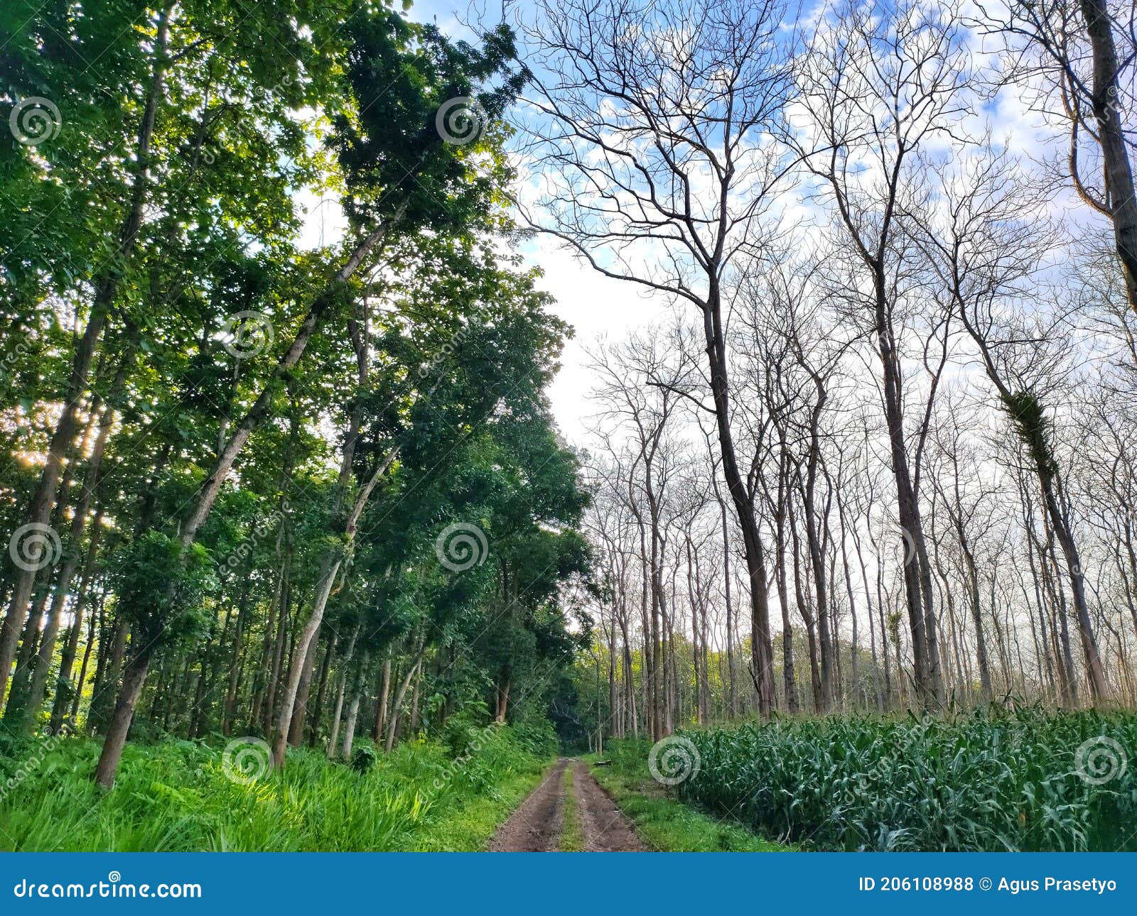 Green Forest and Barren Forest Stock Photo - Image of barren, plant ...