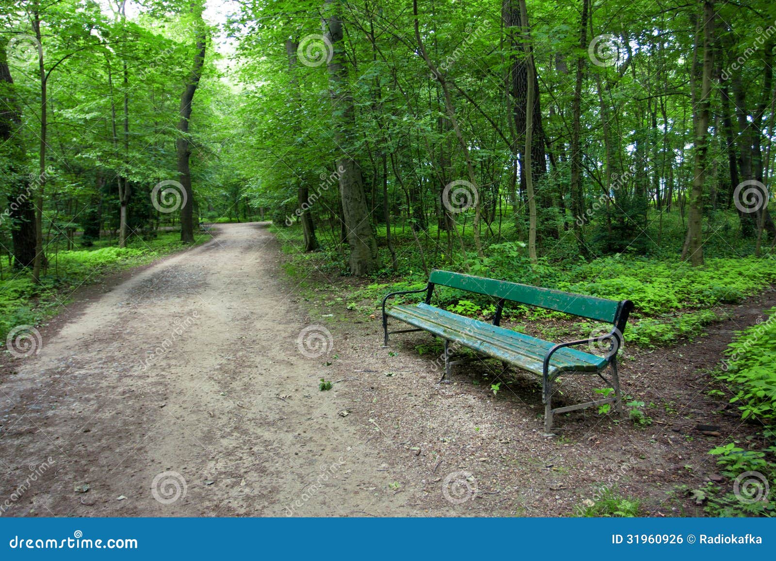 Green Forest with a Bench on the Road Stock Photo - Image of color ...