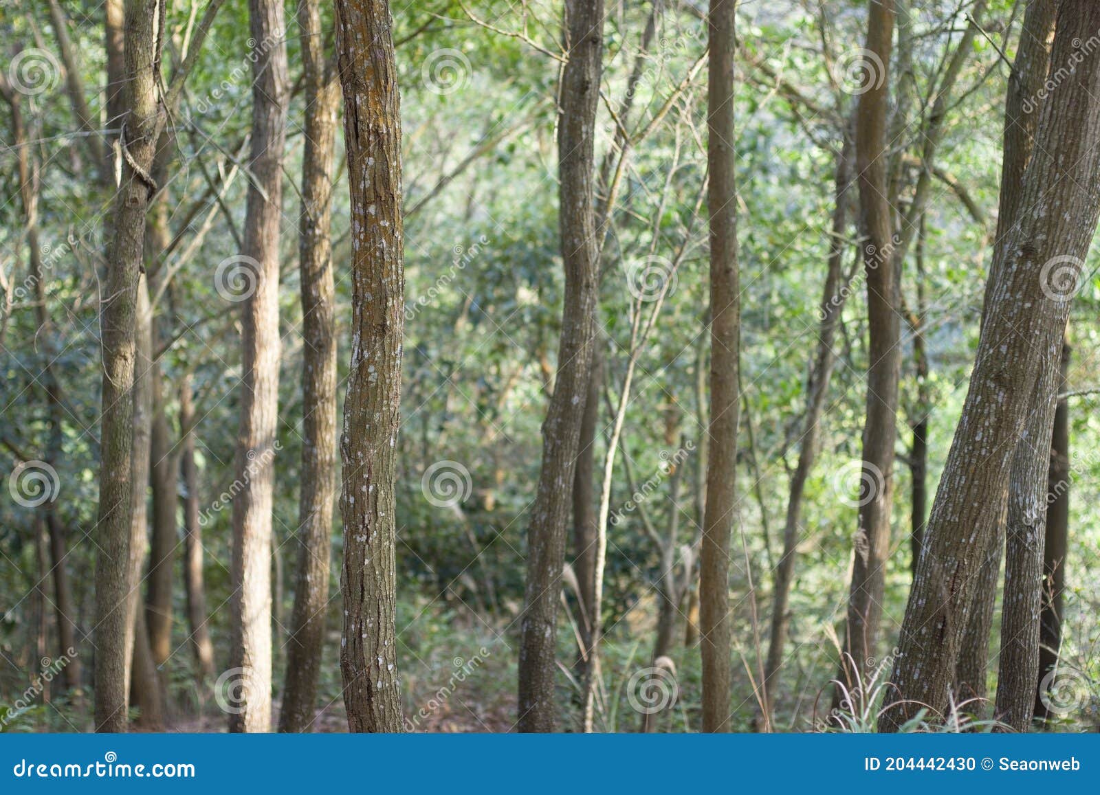 A Green Forest , the Big Tree at the Nature Stock Photo - Image of wood ...
