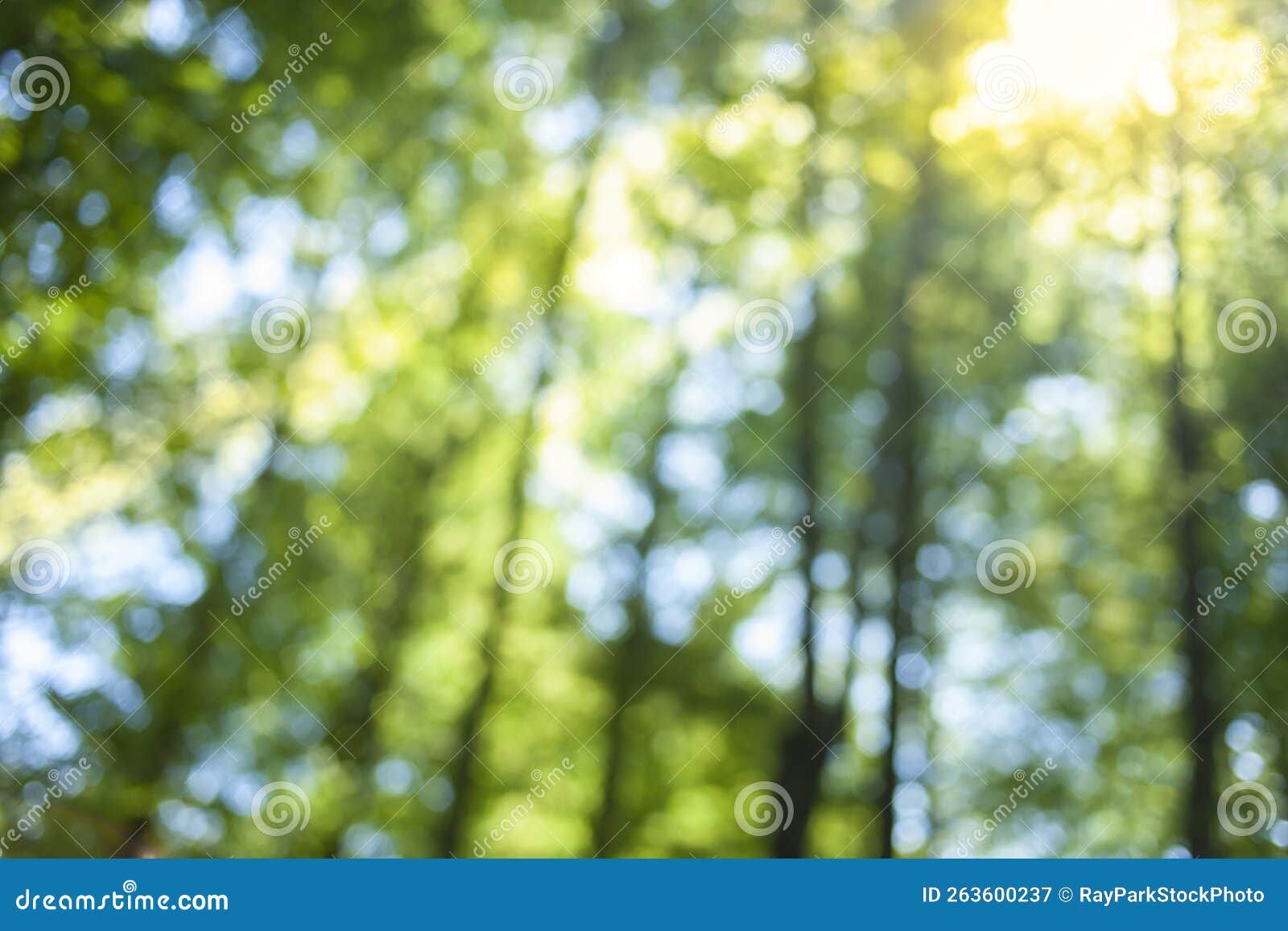 Green Forest Blur Bokeh Background Stock Image - Image of nature ...