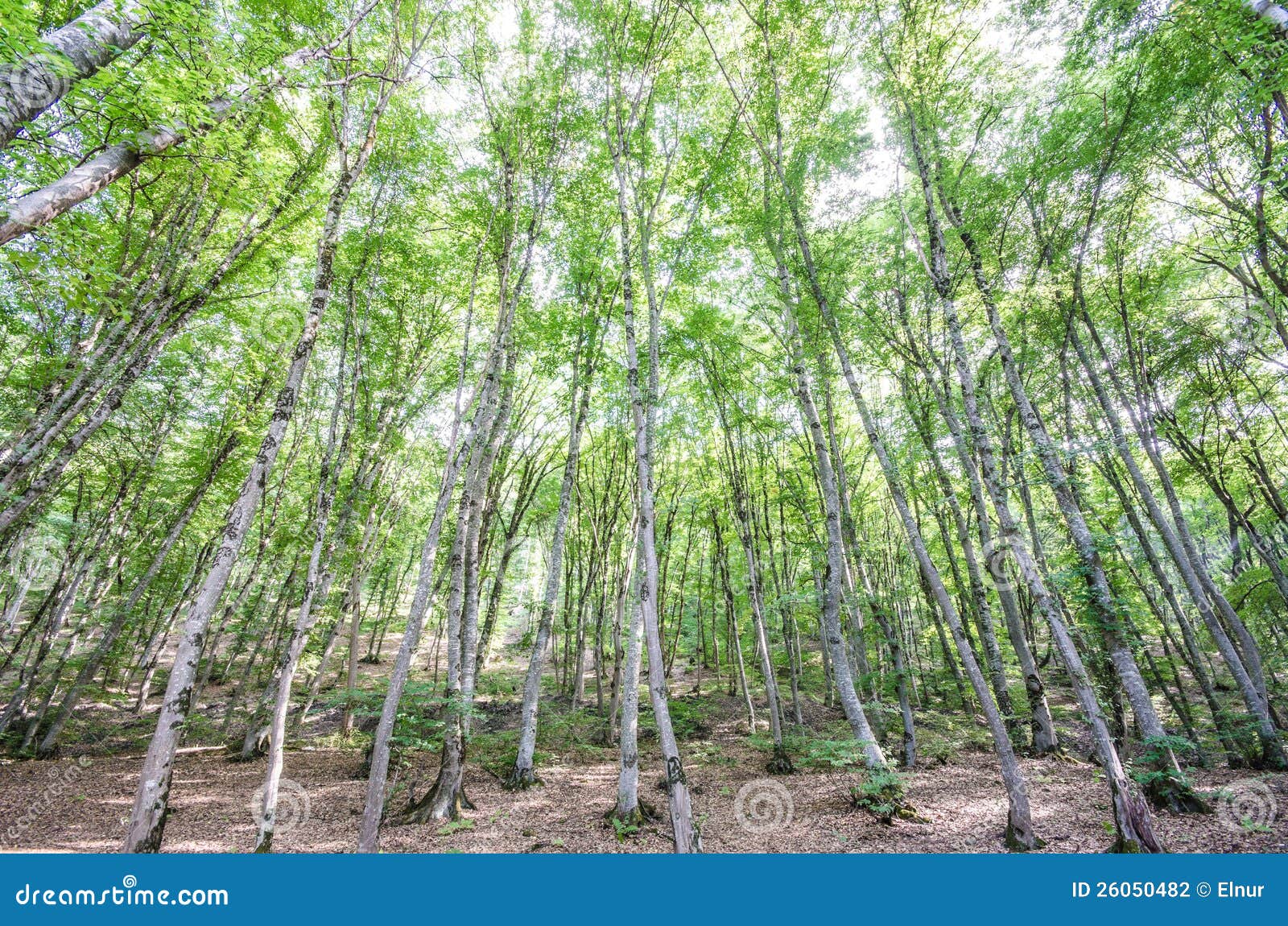 Green forest in bright day stock photo. Image of scenics - 26050482