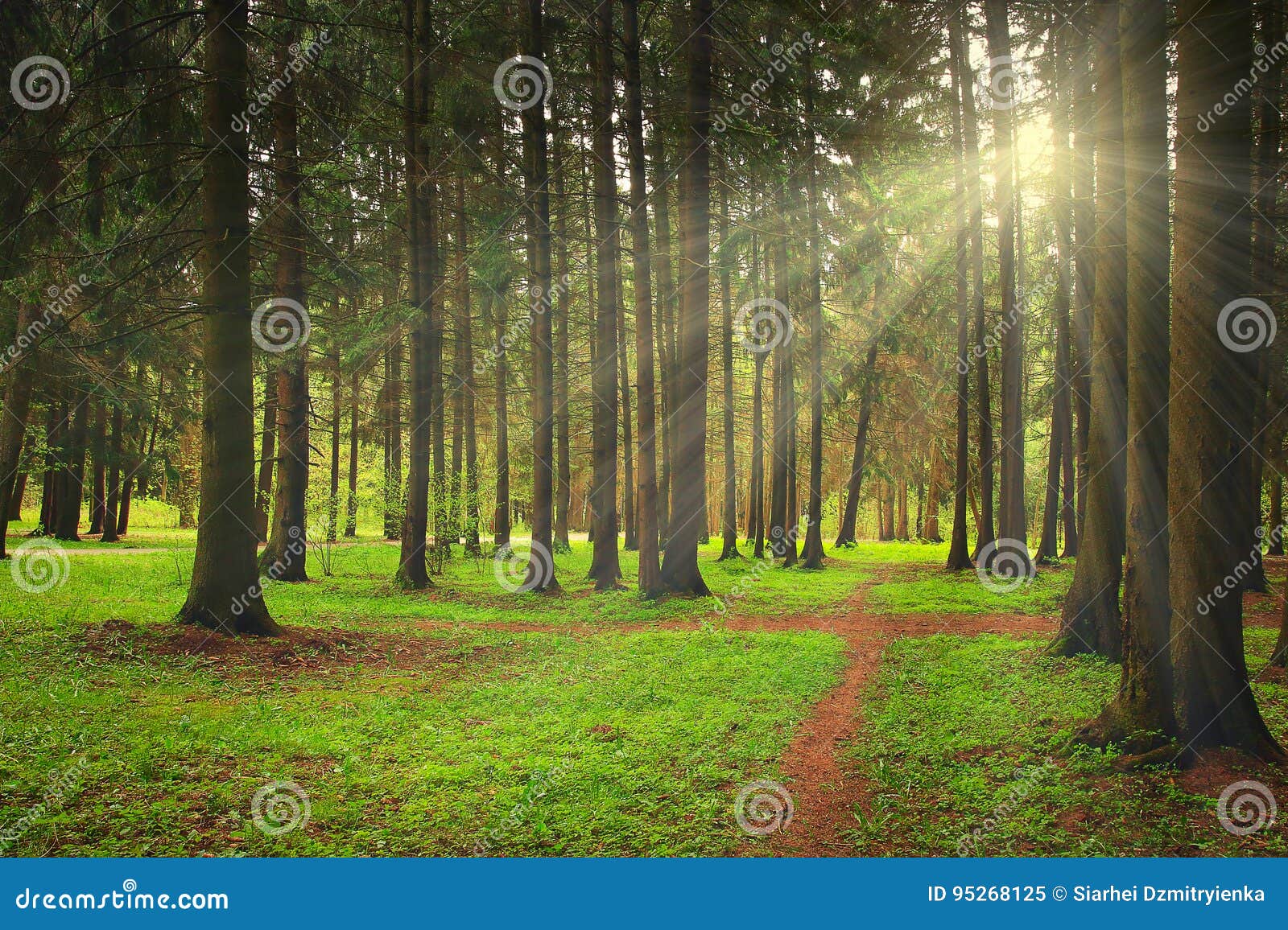 Green Forest on a Bright Sunny Day Shines Rays of Sun Stock Image ...