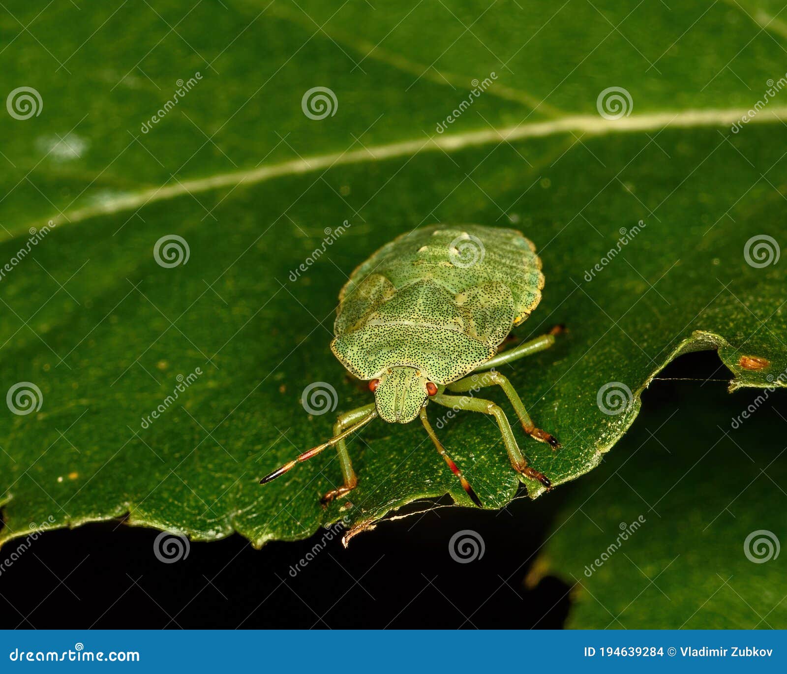 Green Forest Bug on a Branch Stock Photo - Image of fauna, entomology ...