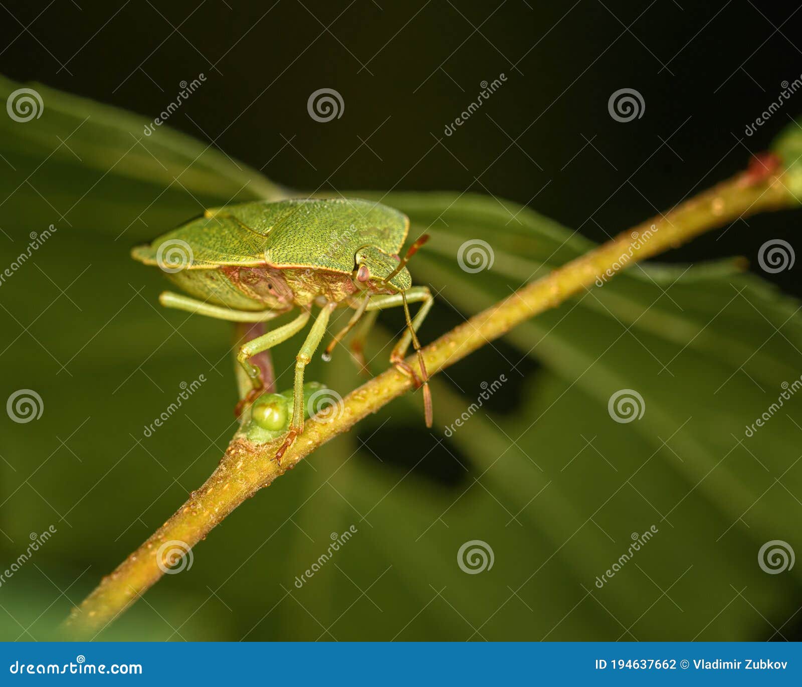 Green Forest Bug on a Branch Stock Photo - Image of macro, hopper ...