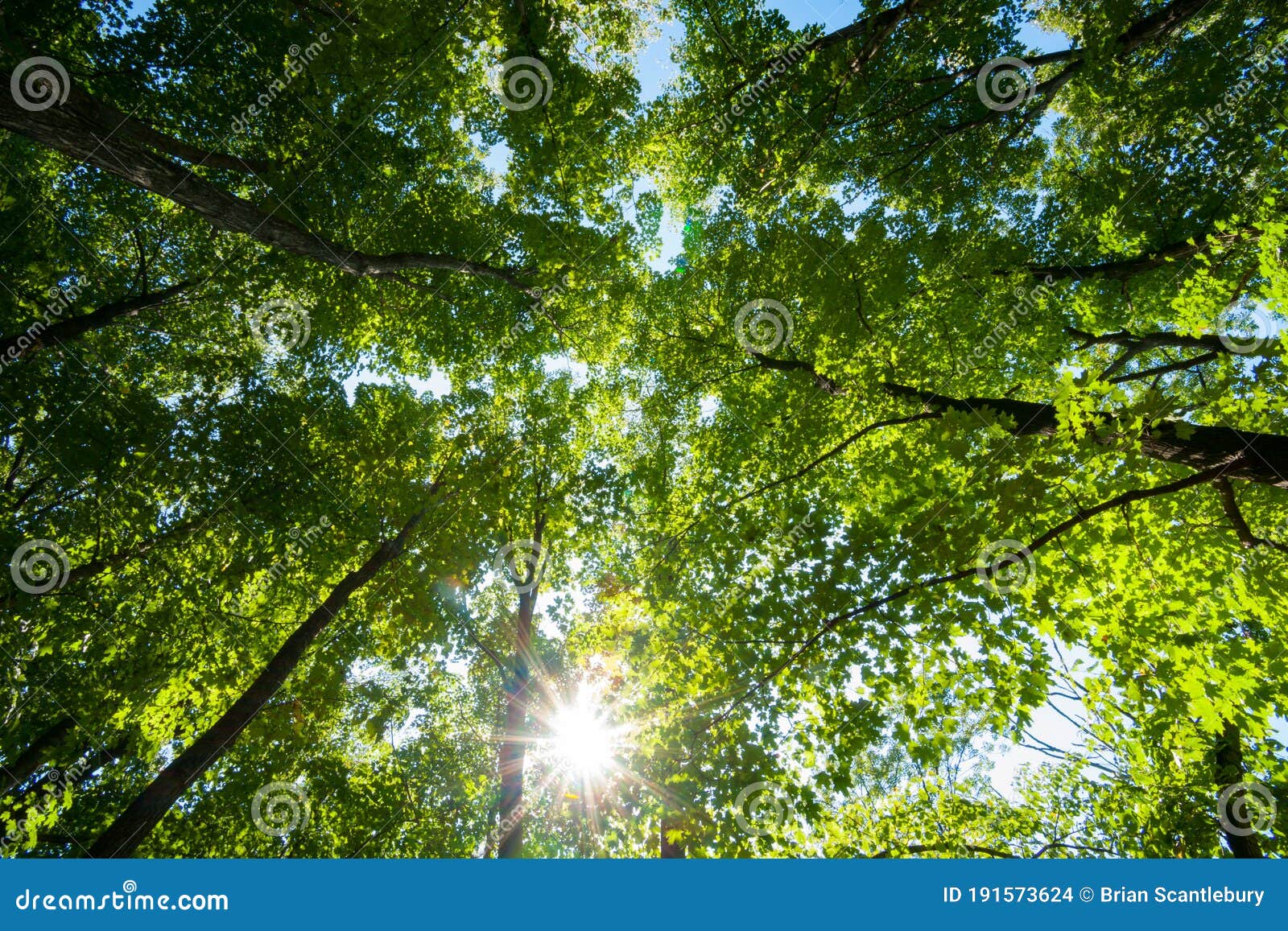 Green Forest Canopy Overhead Stock Photo - Image of light, cover: 191573624