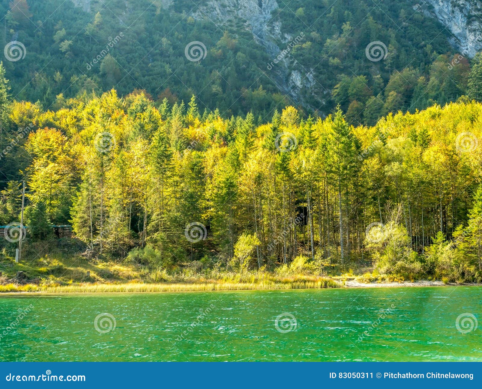 Green Forest and Clear Lake View Stock Image - Image of green, park ...