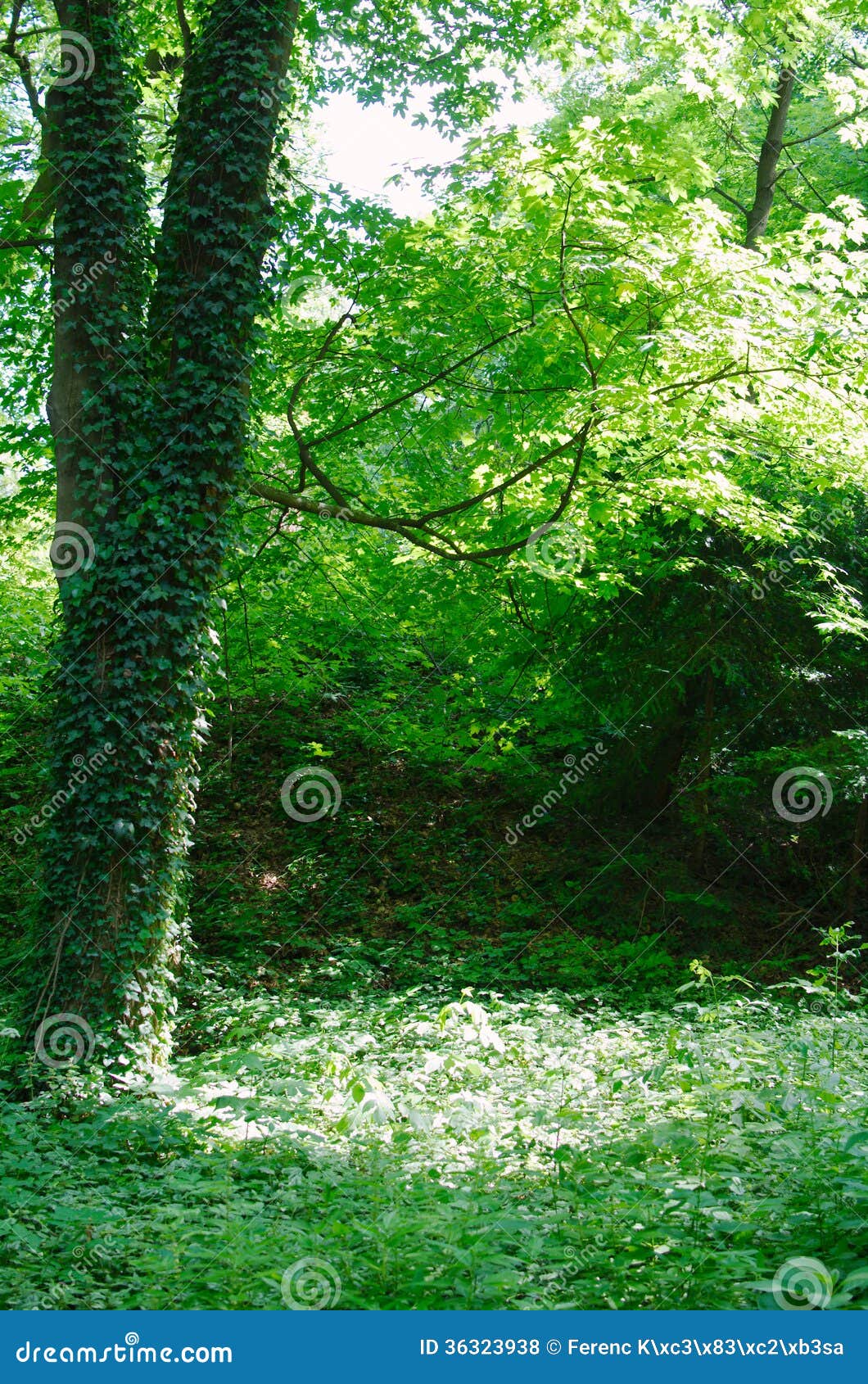 Green Forest Clearing stock photo. Image of environment - 36323938