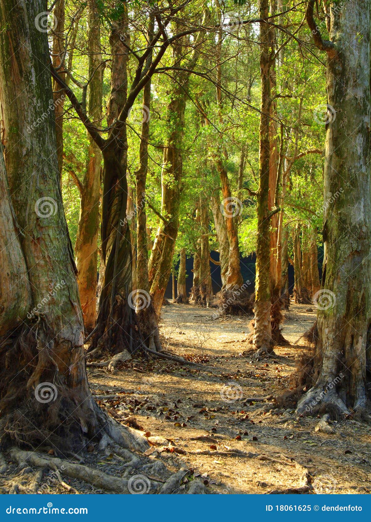 Green Forest Close up stock image. Image of wooden, leaf - 18061625