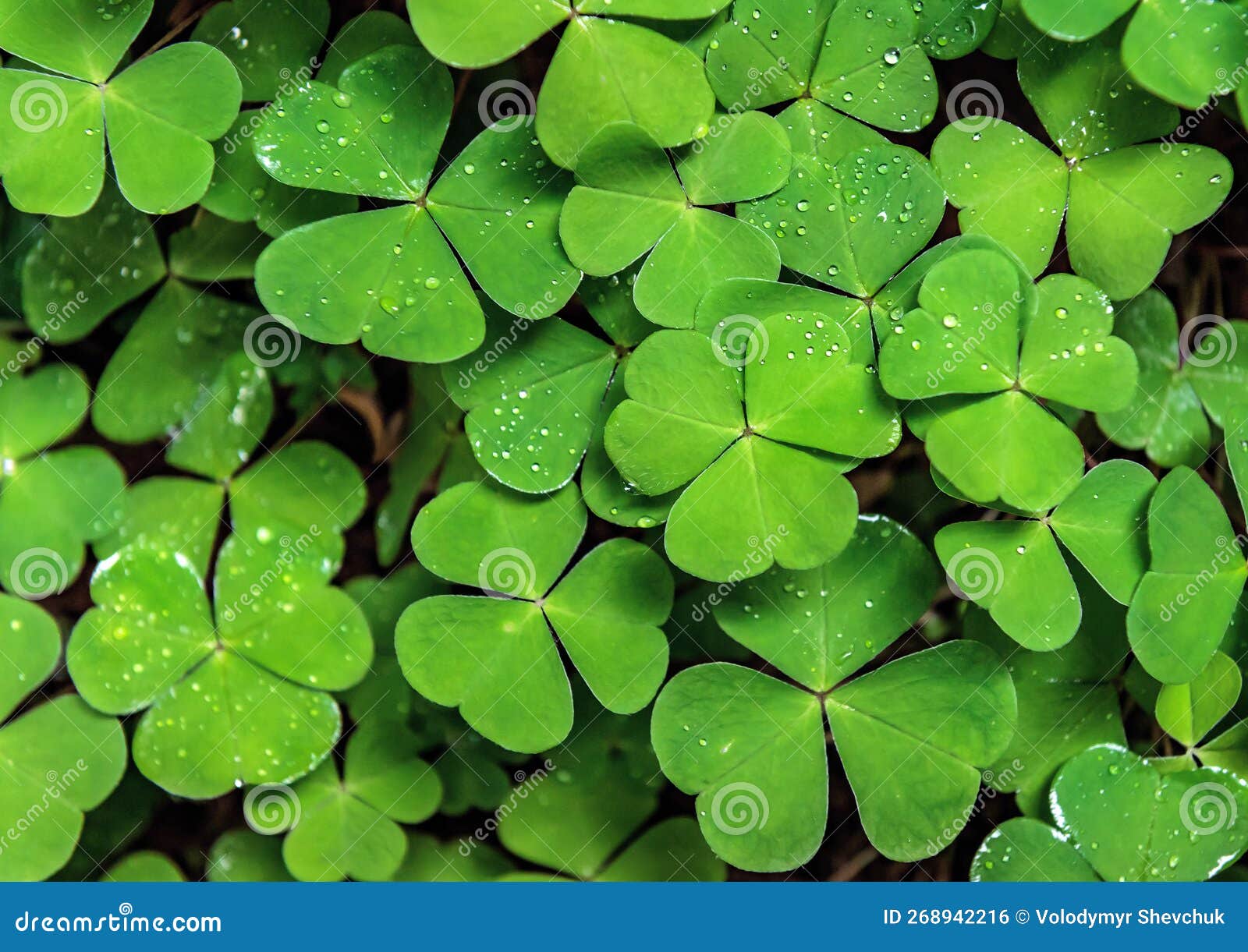 Green Forest Clover Texture Stock Photo - Image of summer, botany ...
