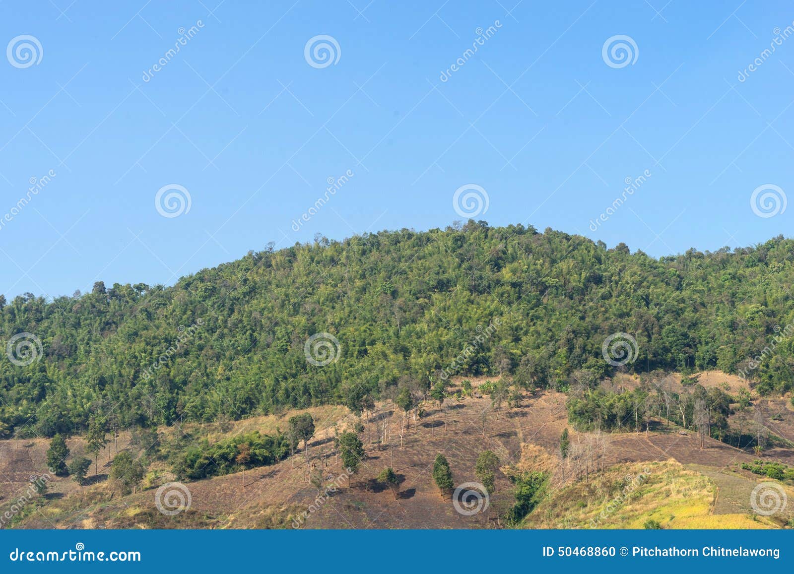 Green Forest Contrast with Deforest in Same Mountain Stock Photo ...