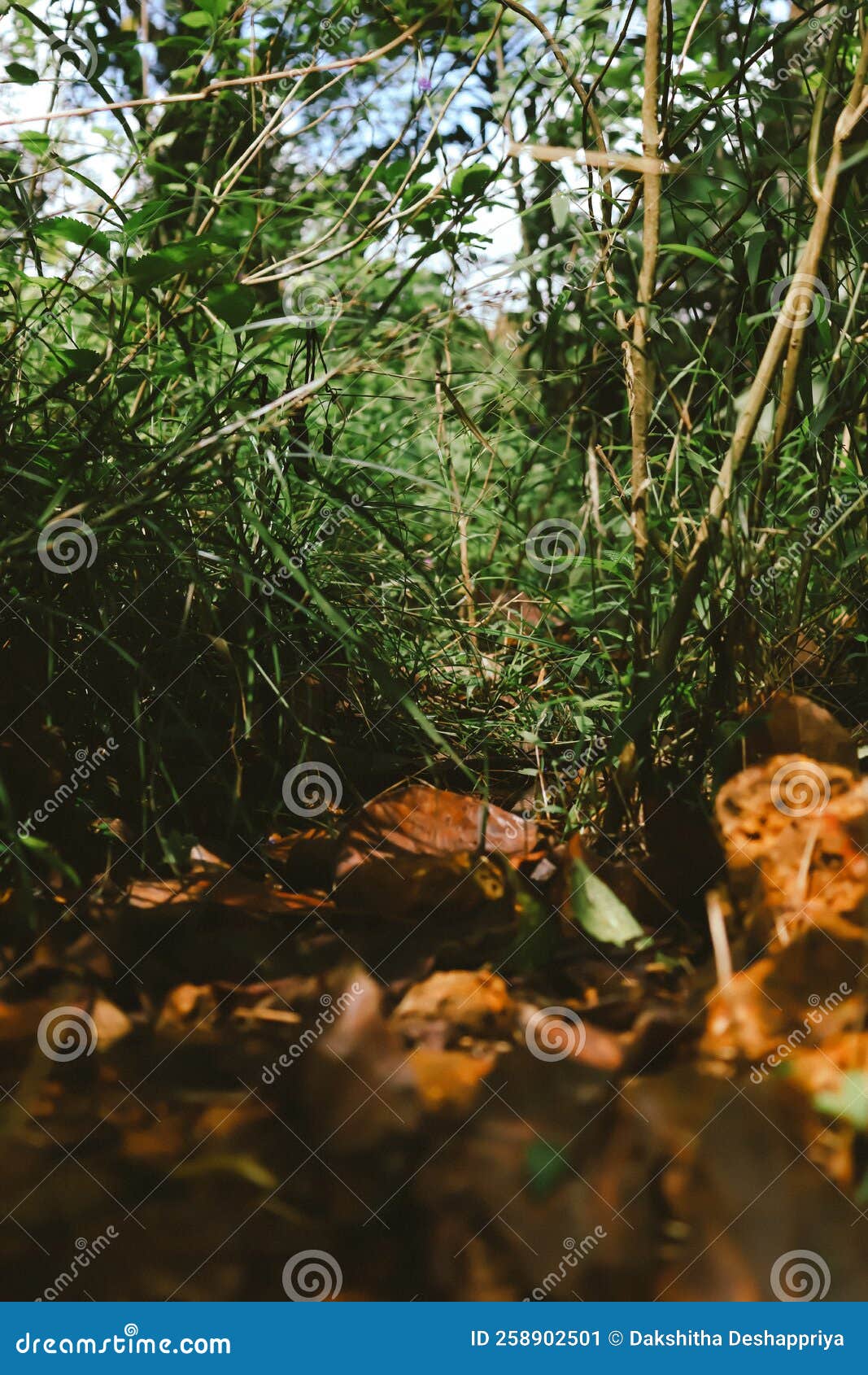 Green Forest in the Cool Time Stock Image - Image of park, time: 258902501