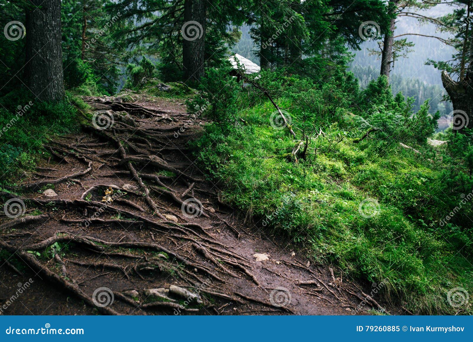 Green Forest at Daytime, Beautiful Nature Landscape Stock Image - Image ...