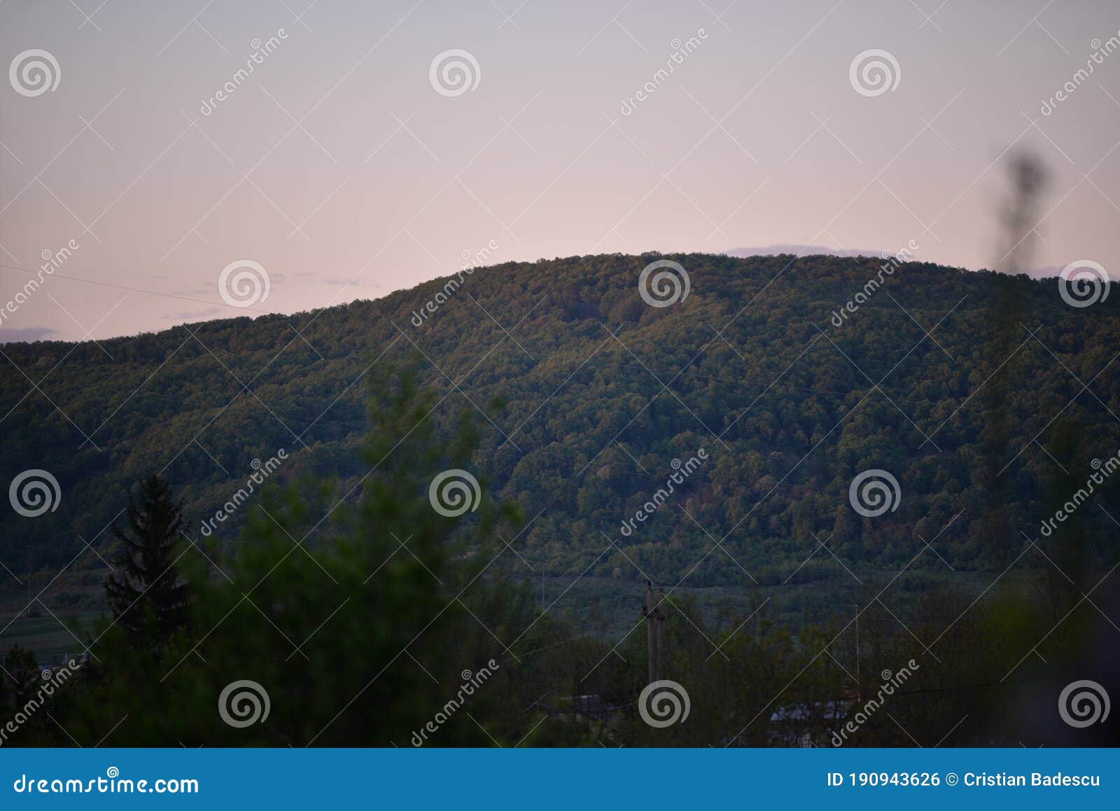 Green Forest in Early Spring at Sunset Stock Photo - Image of summer ...