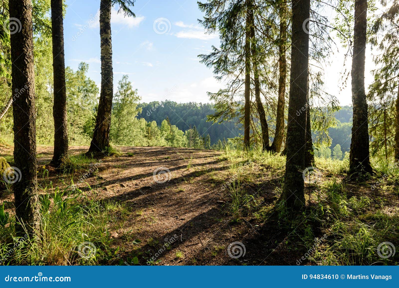 Green Forest in Early Summer Morning Stock Photo - Image of outdoor ...