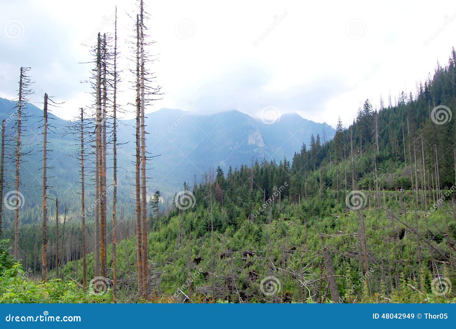Green Forest at the Edge of the Gentle Hills Stock Image - Image of ...