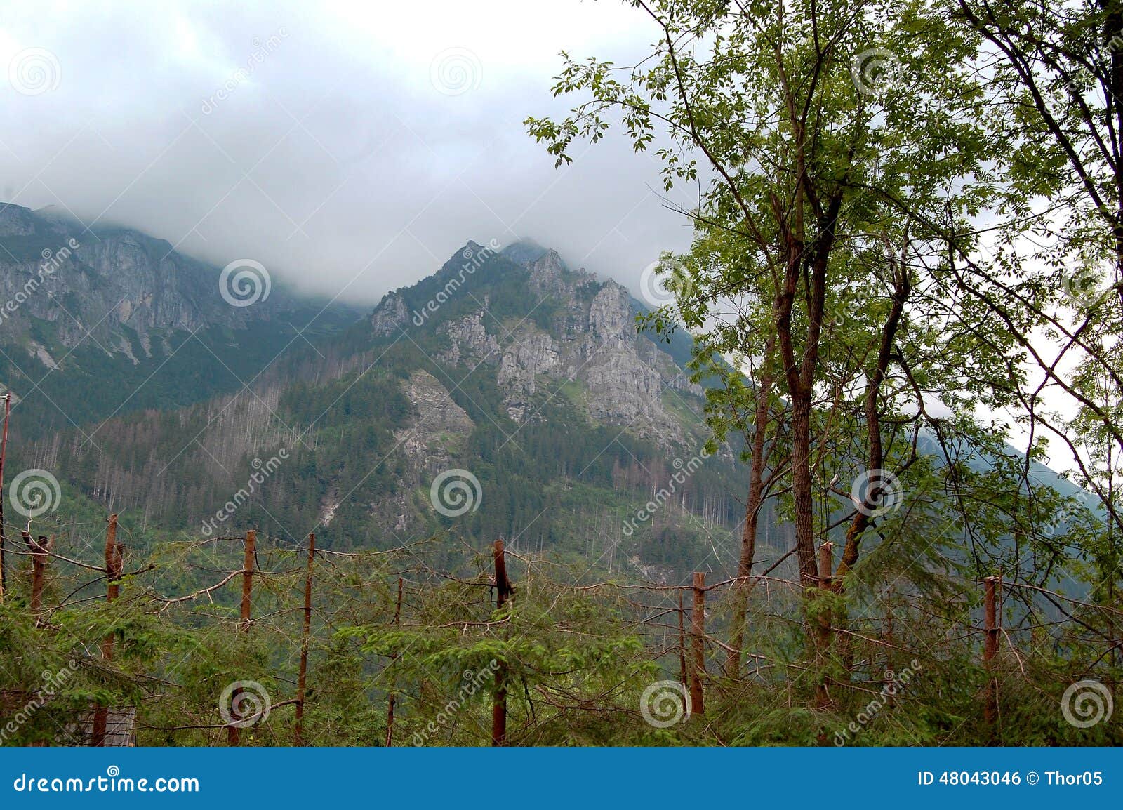 Green Forest at the Edge of the Gentle Hills Stock Photo - Image of ...