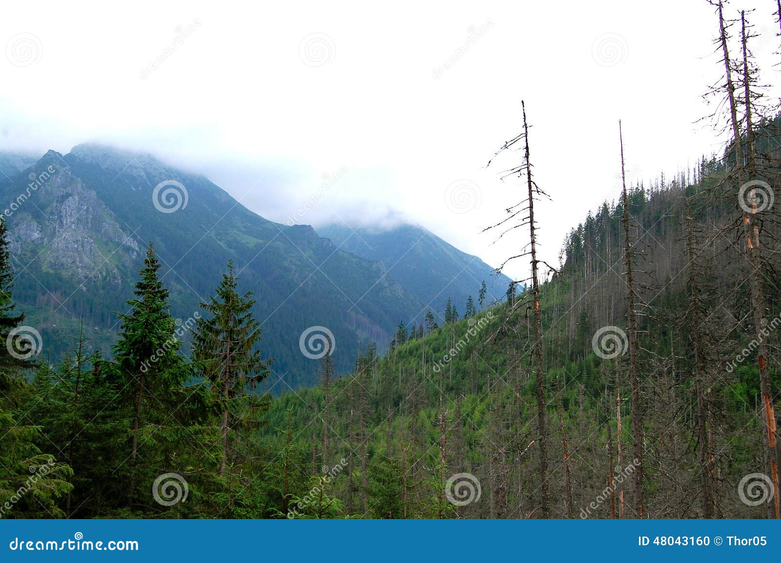 Green Forest at the Edge of the Gentle Hills Stock Photo - Image of ...