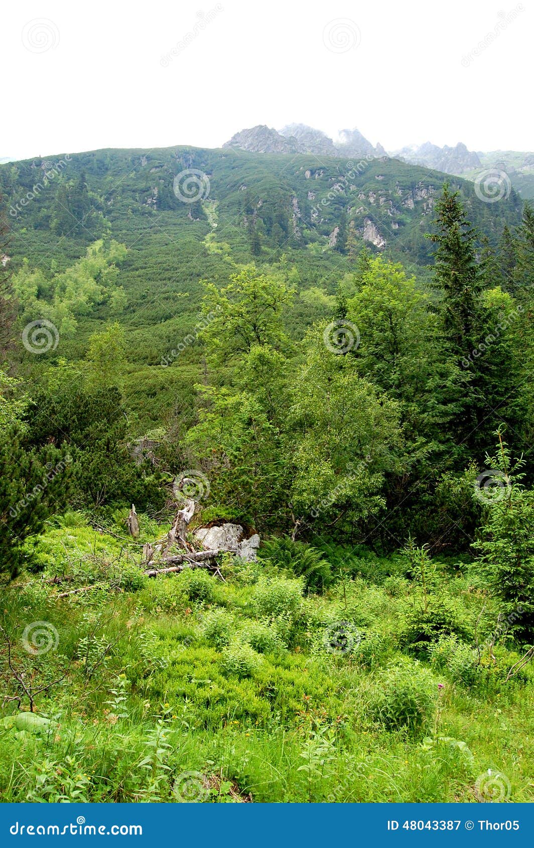 Green Forest at the Edge of the Gentle Hills Stock Image - Image of ...