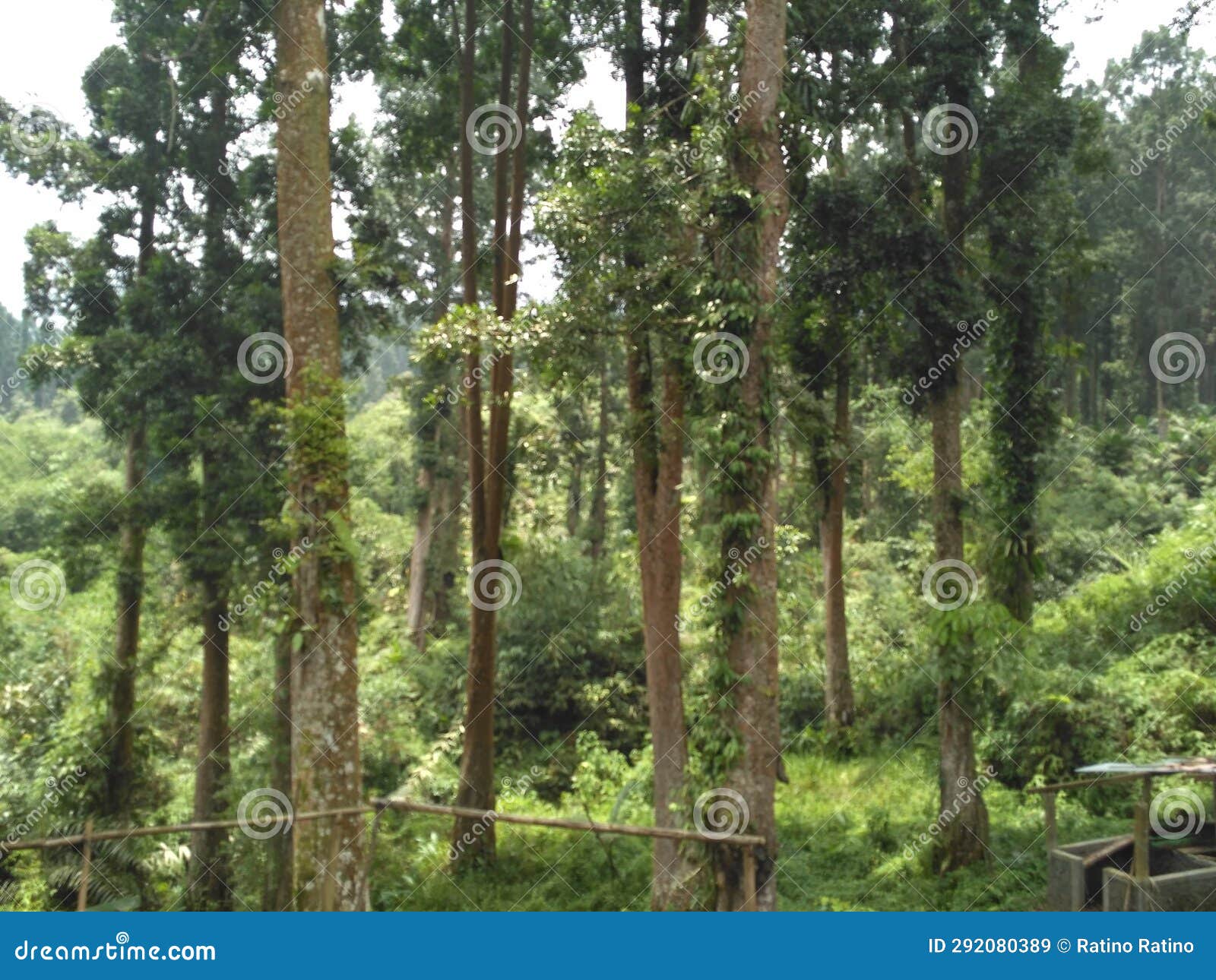 Green Forest with Extraordinary Views of Beautiful Trees Stock Image ...