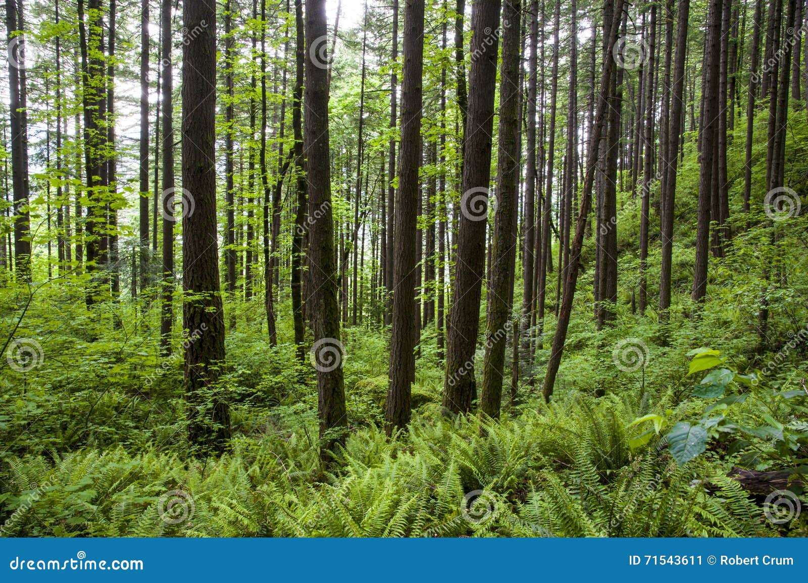 Green forest and ferns stock image. Image of forest, gorge - 71543611